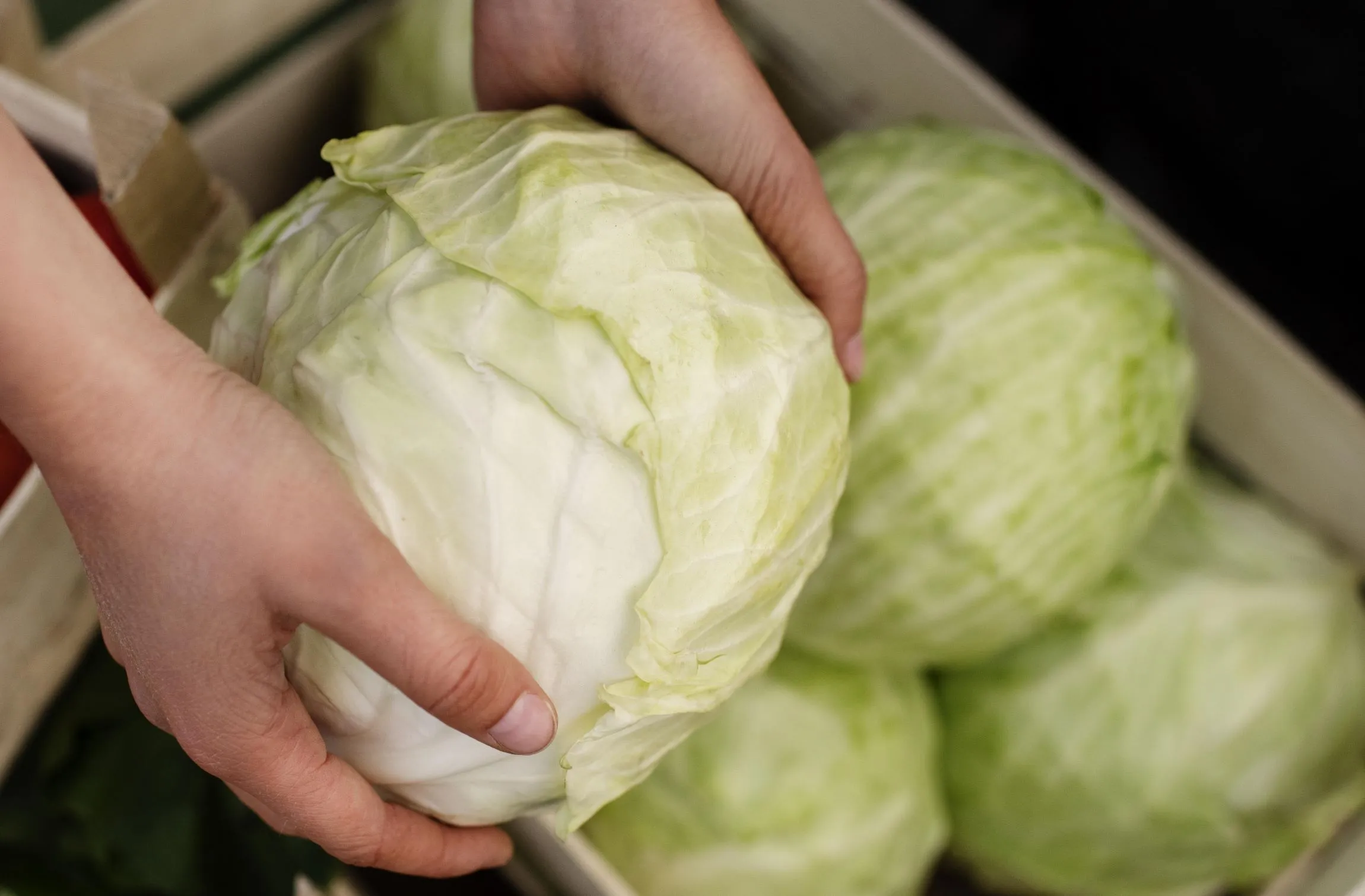 Cara Budi Daya Tanaman Kol - Sahabat Yatim